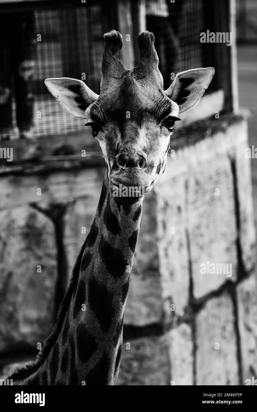 A vertical grayscale of a giraffe (Giraffa) in a zoo looking forward ...