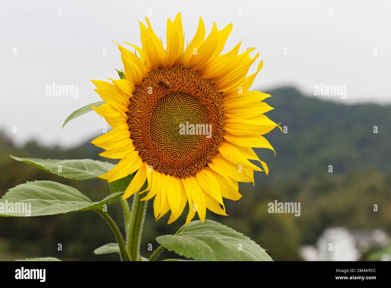 Multi head sunflower hi-res stock photography and images - Alamy