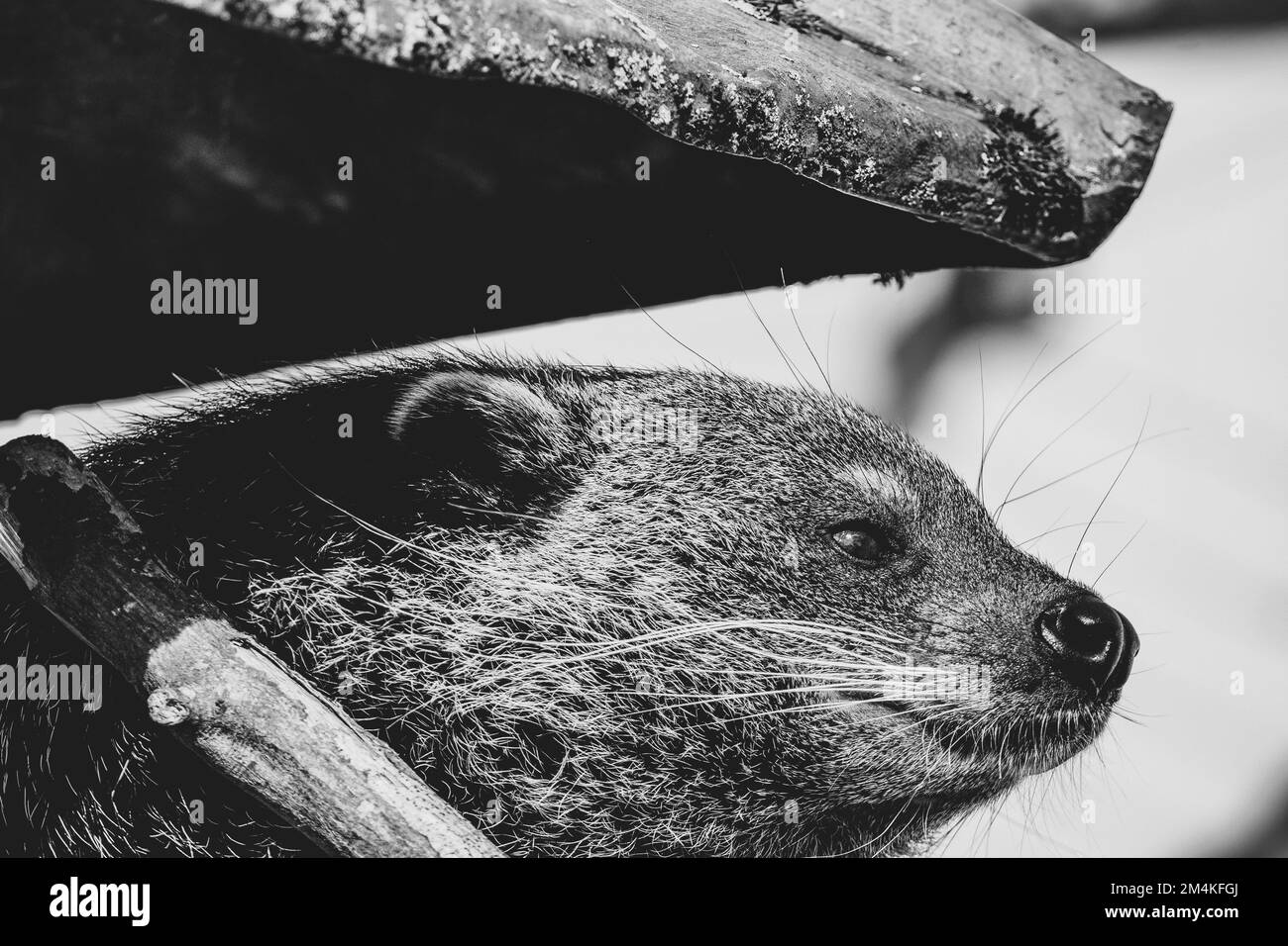 A grayscale closeup of an Asian small-clawed otter (Aonyx cinereus ...