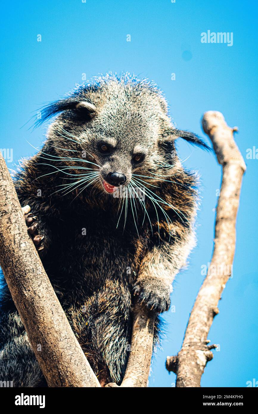 A vertical selective focus of a binturong (Arctictis binturong) on a ...