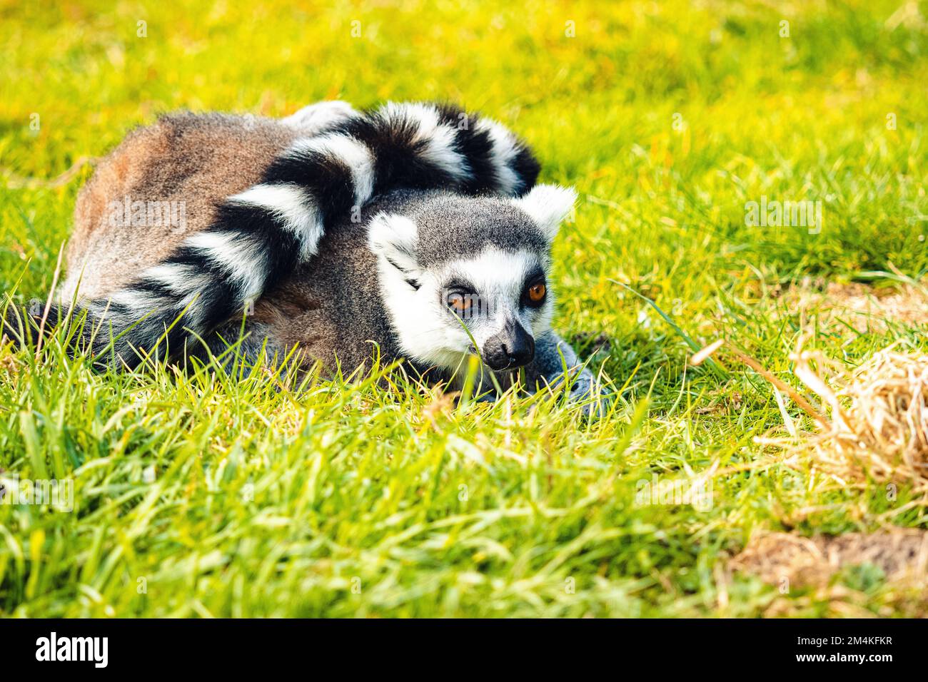 A selective closeup focus of a lemur (Lemuroidea) lying on green grass Stock Photo - Alamy