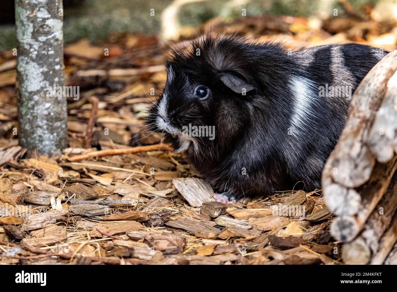 Black guinea pig hi-res stock photography and images - Alamy
