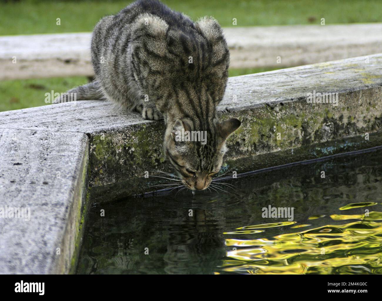 Cat drinking water hi-res stock photography and images - Alamy