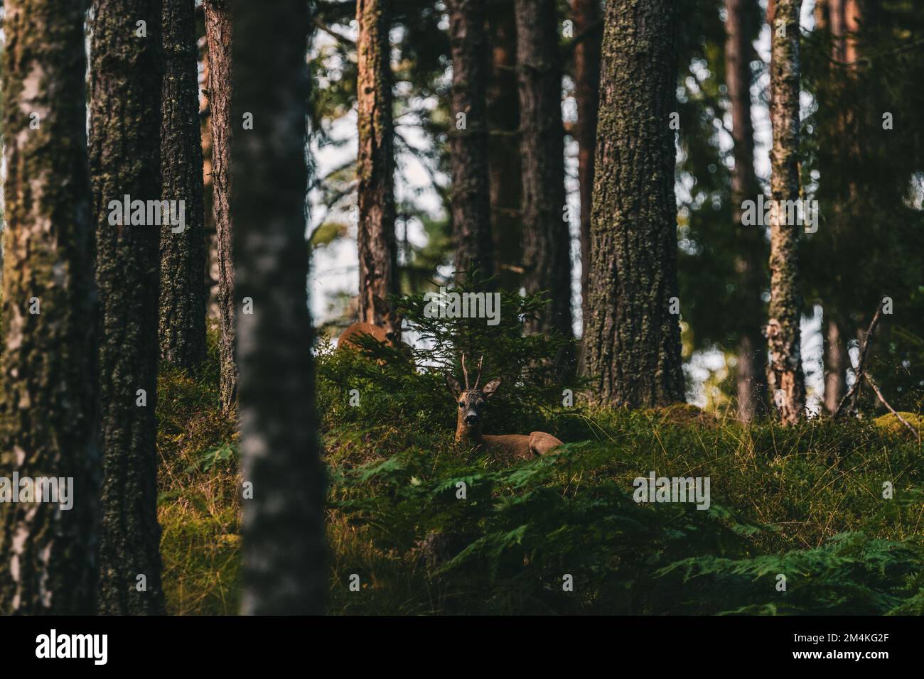 A deer sitting and another one in the back standing and looking in the ...