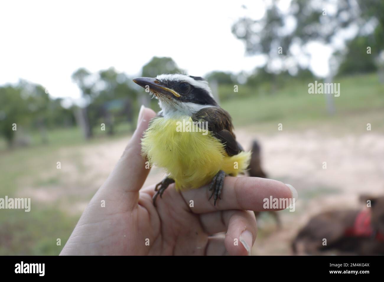 Little bird yellow in hand, bird handler's hand during bird Stock Photo ...
