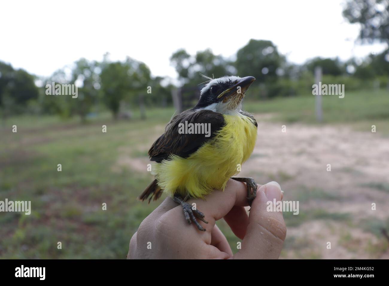 little above bird yellow in hand Stock Photo - Alamy
