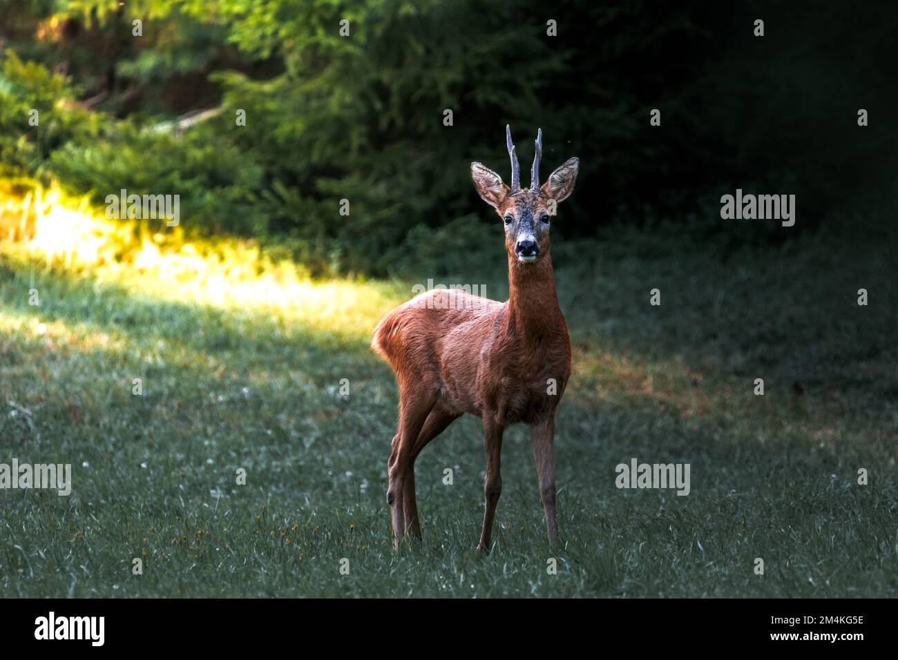 A single deer standing alone in the Swedish forest and looking to the ...