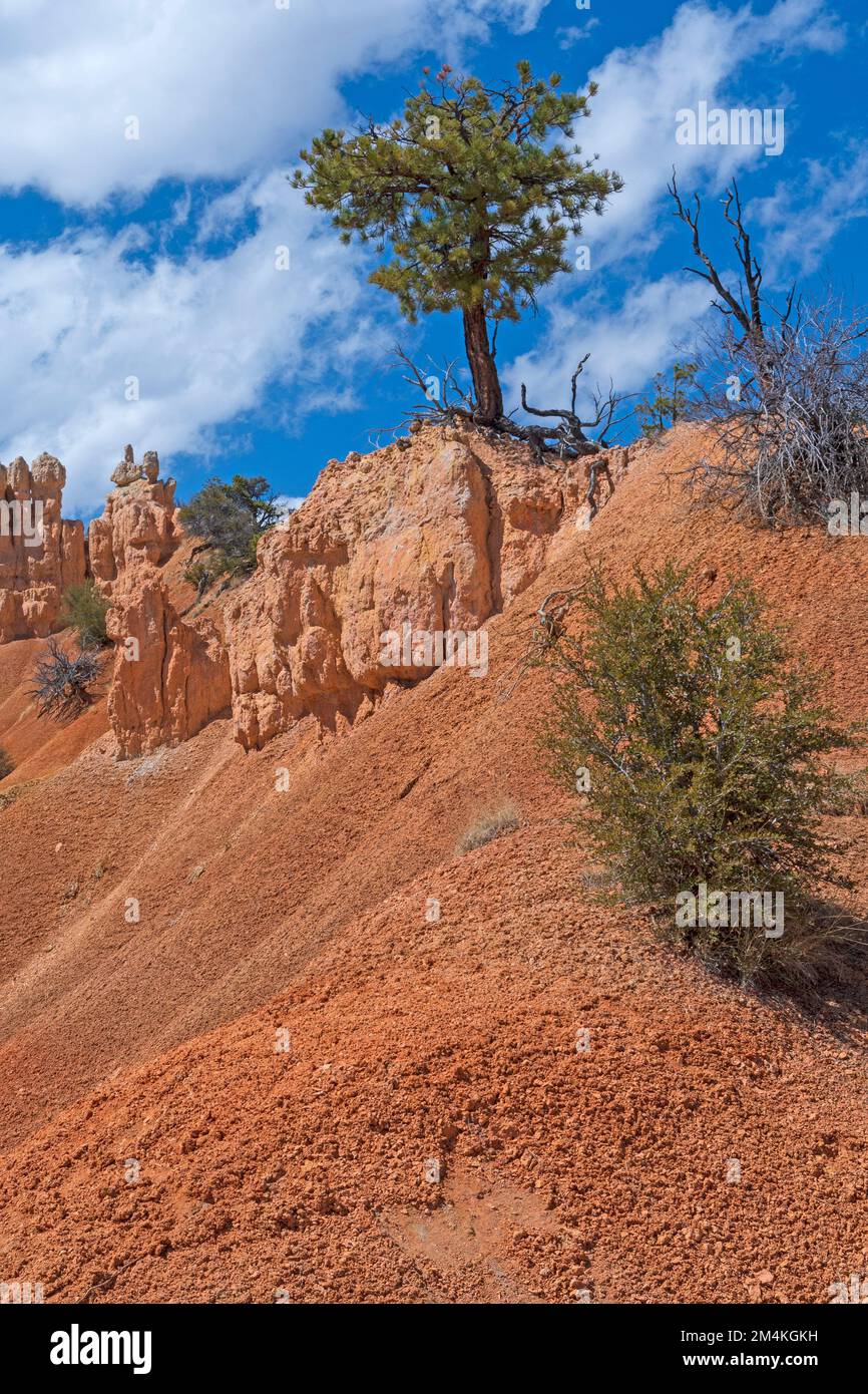 Rugged Pine Tree Growing on Arid Rock in Bryce Canyon National Park in ...