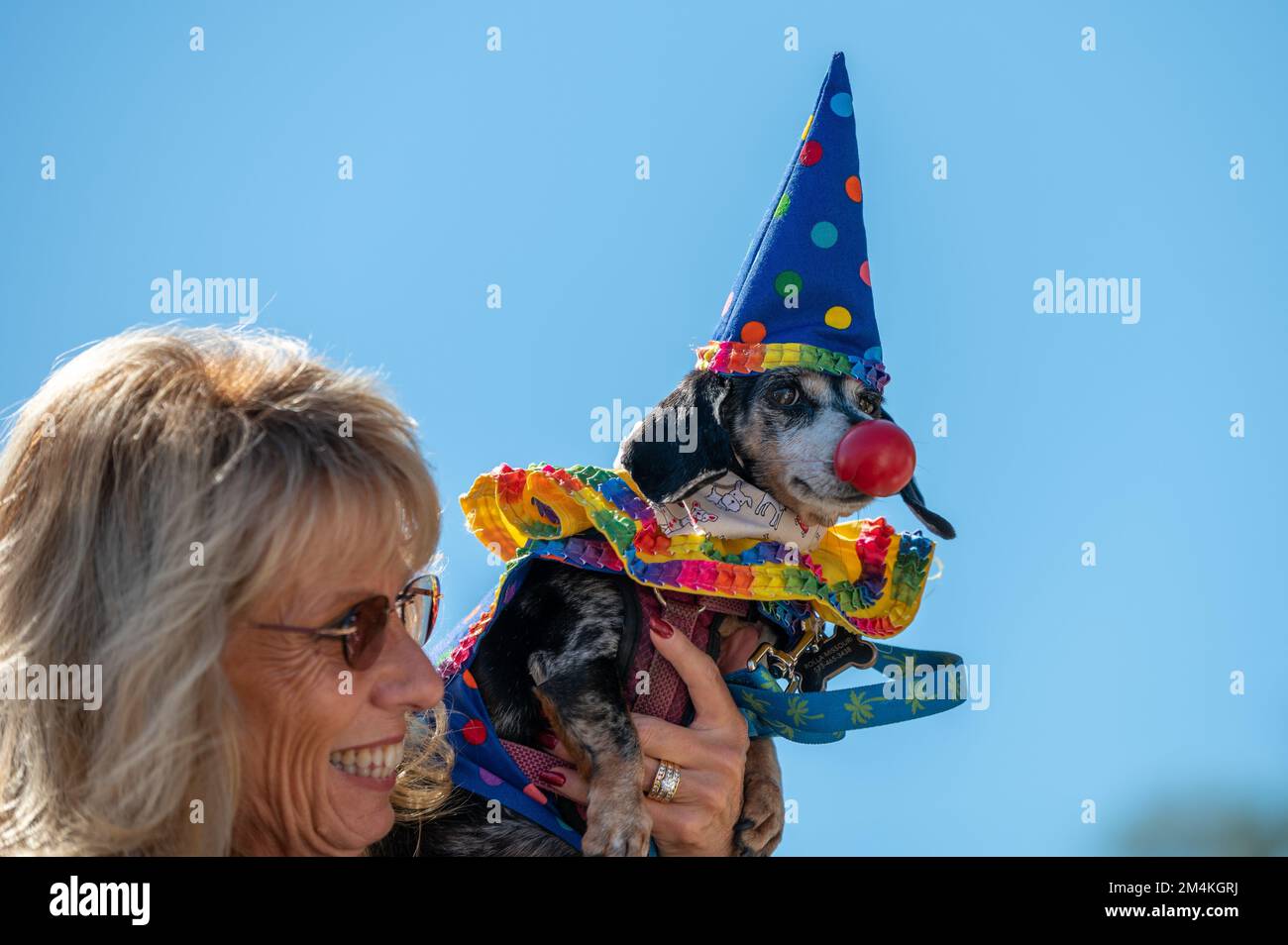 A closeup of a Dachshund dressed like a clown for a wiener dog custom ...
