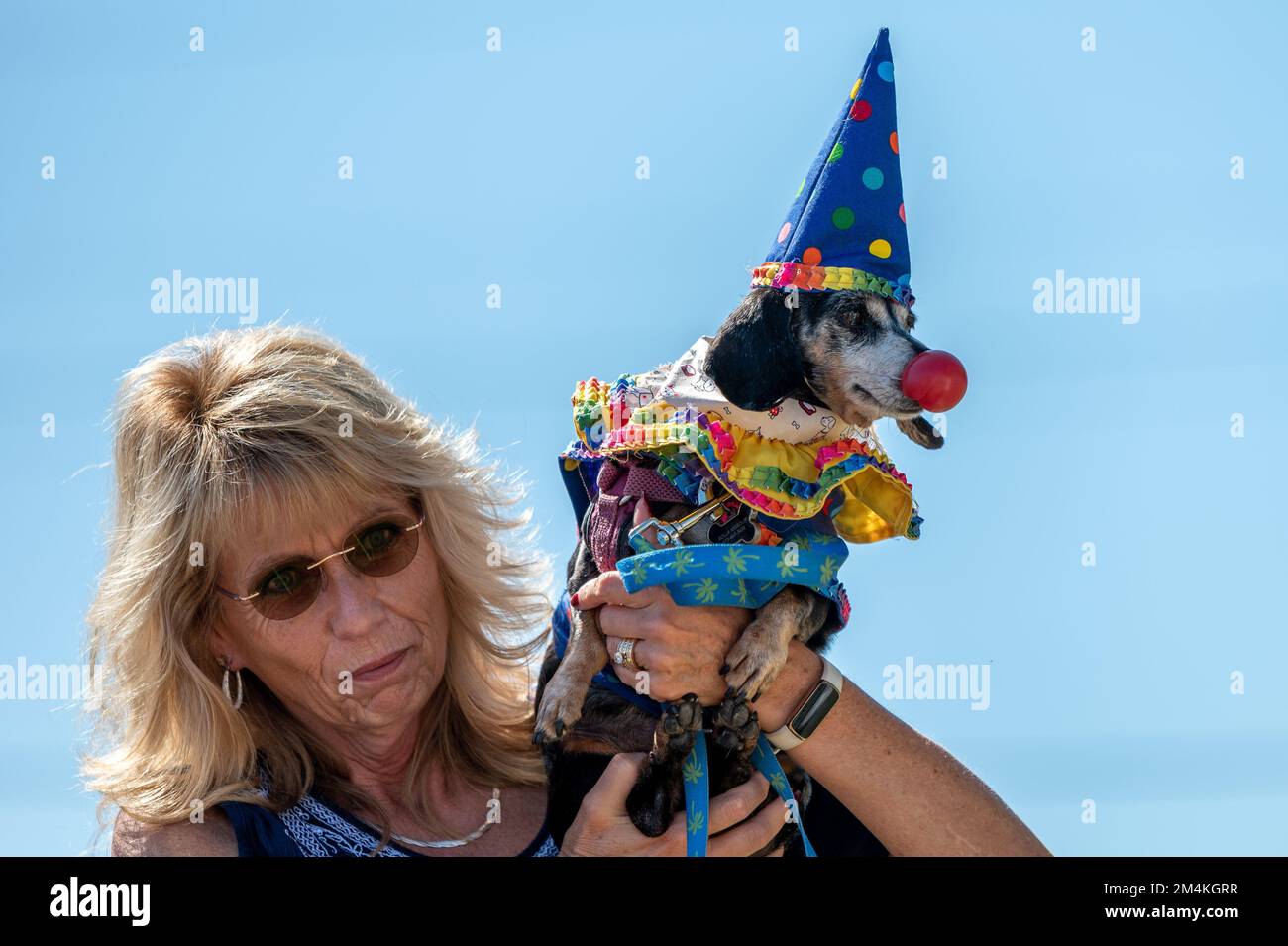 A closeup of a Dachshund dressed like a clown for a wiener dog custom ...