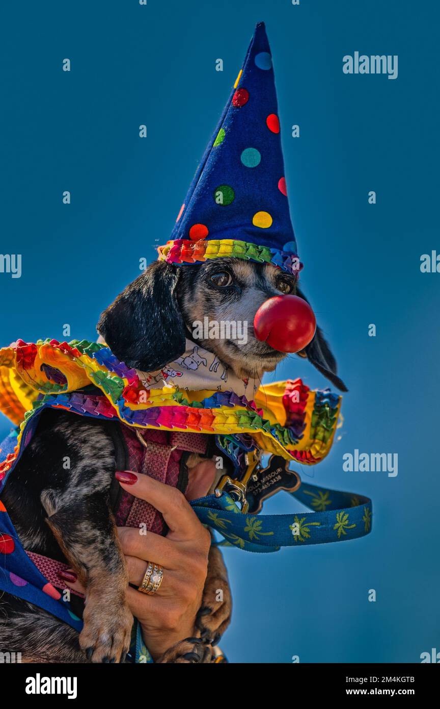 A closeup of a Dachshund dressed like clown for a wiener dog custom ...