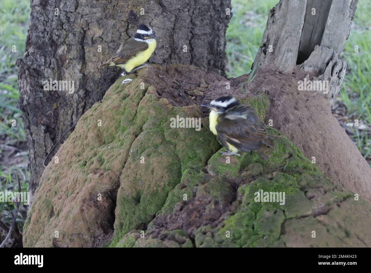 Two Bem-te-vi birds in the termite mound Stock Photo - Alamy