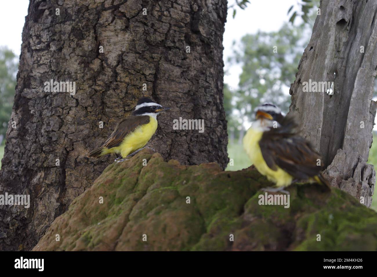 Bem background hi-res stock photography and images - Alamy