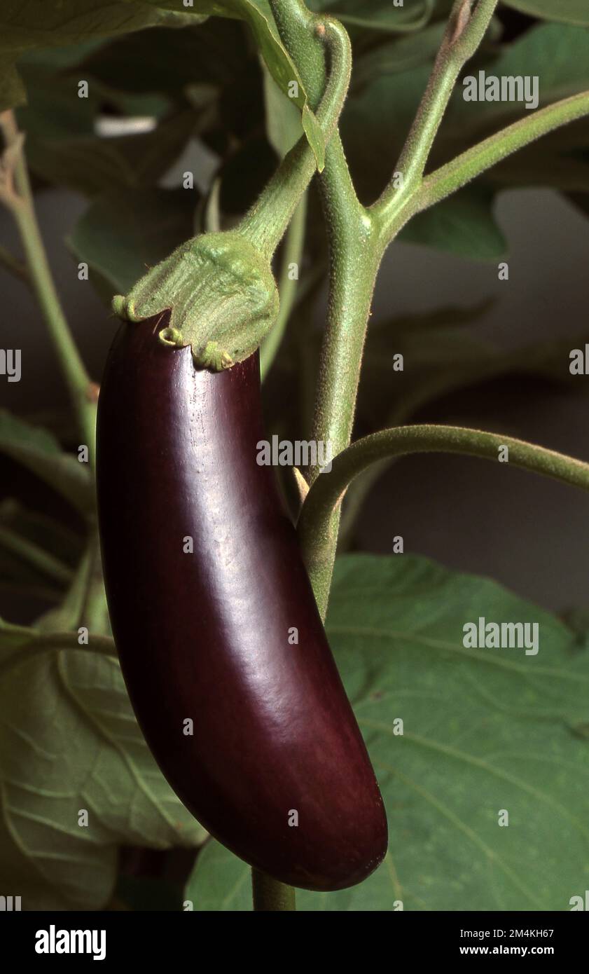 Maturing plants hi-res stock photography and images - Alamy