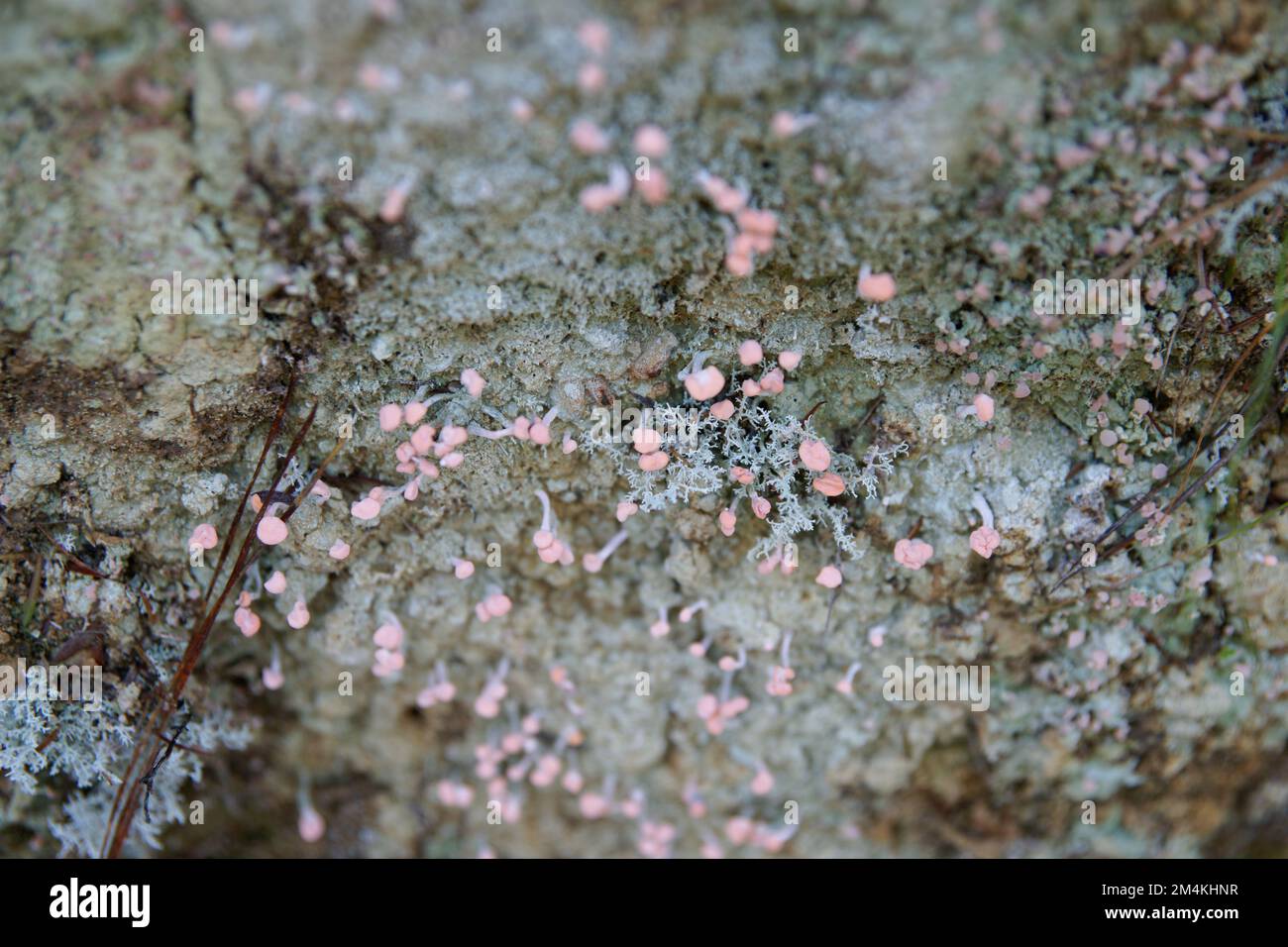 Leratiomyces erythrocephalus, the Scarlet pouch fungi growing on ground ...