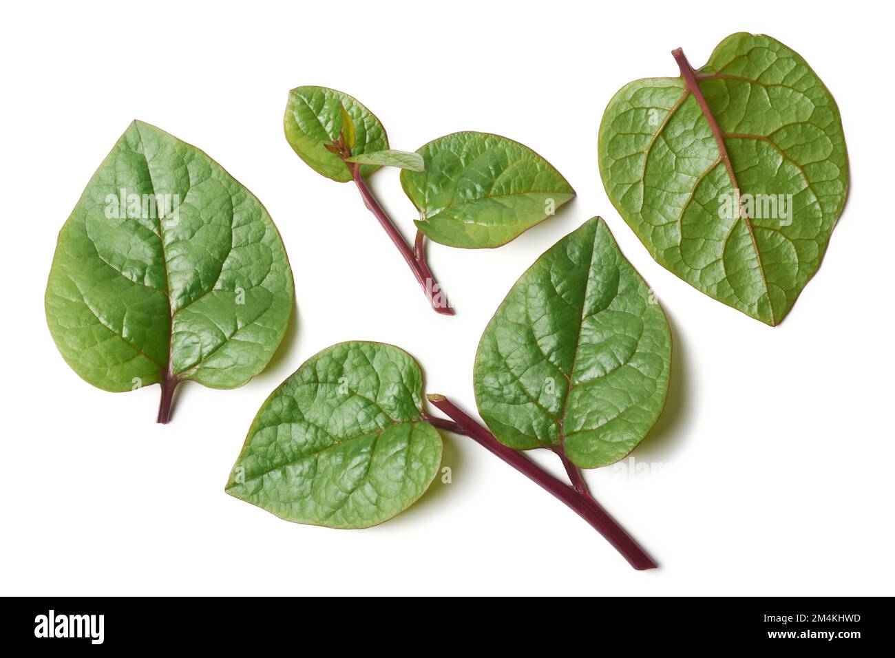 malabar spinach or ceylon spinach plant parts isolated on white ...