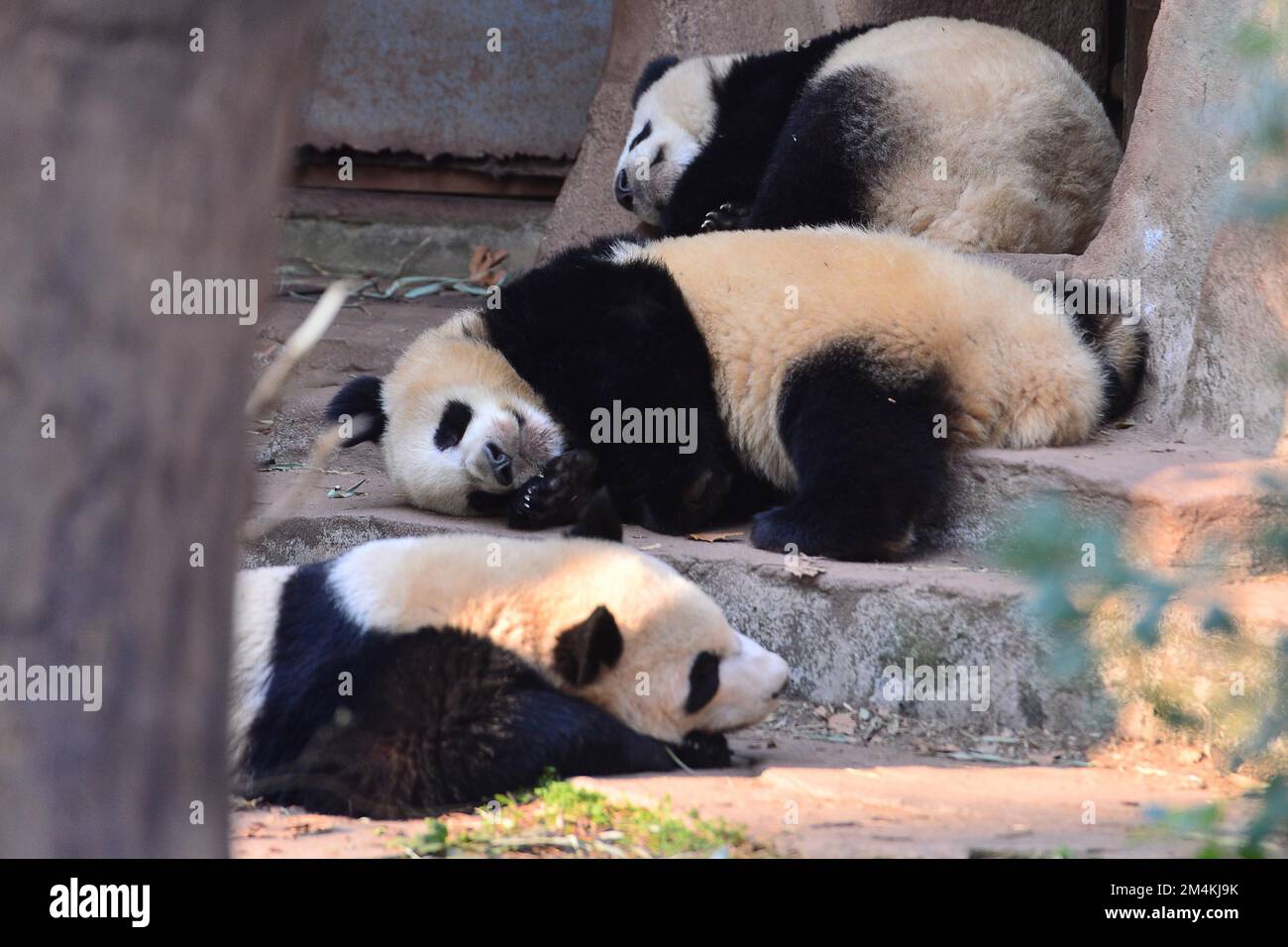 Giant pandas enjoy a comfortable life in winter at Chengdu Research ...