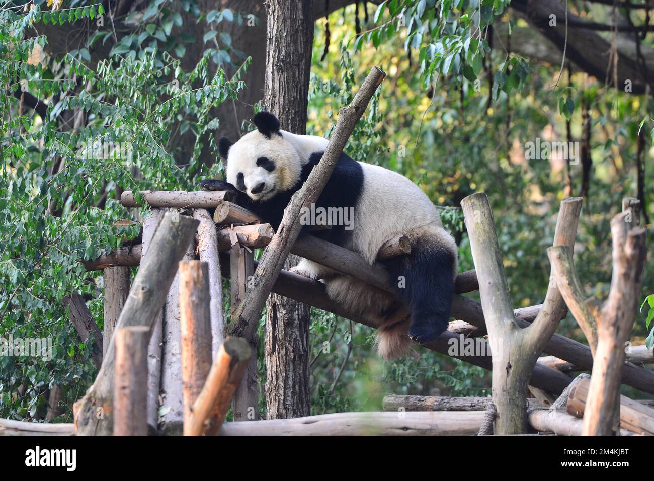 Giant pandas enjoy a comfortable life in winter at Chengdu Research Base of Giant Panda Breeding ...