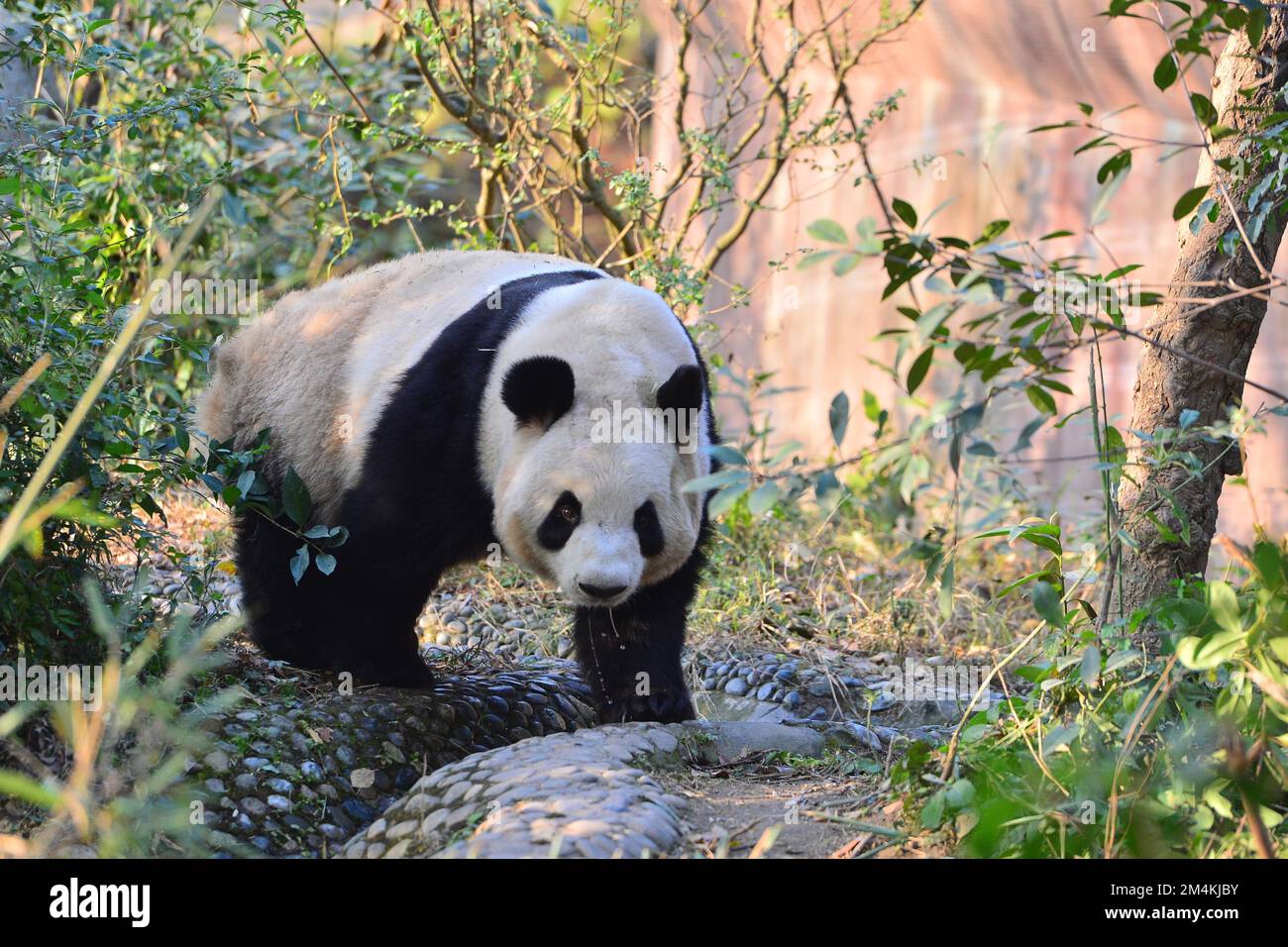 Giant pandas enjoy a comfortable life in winter at Chengdu Research ...