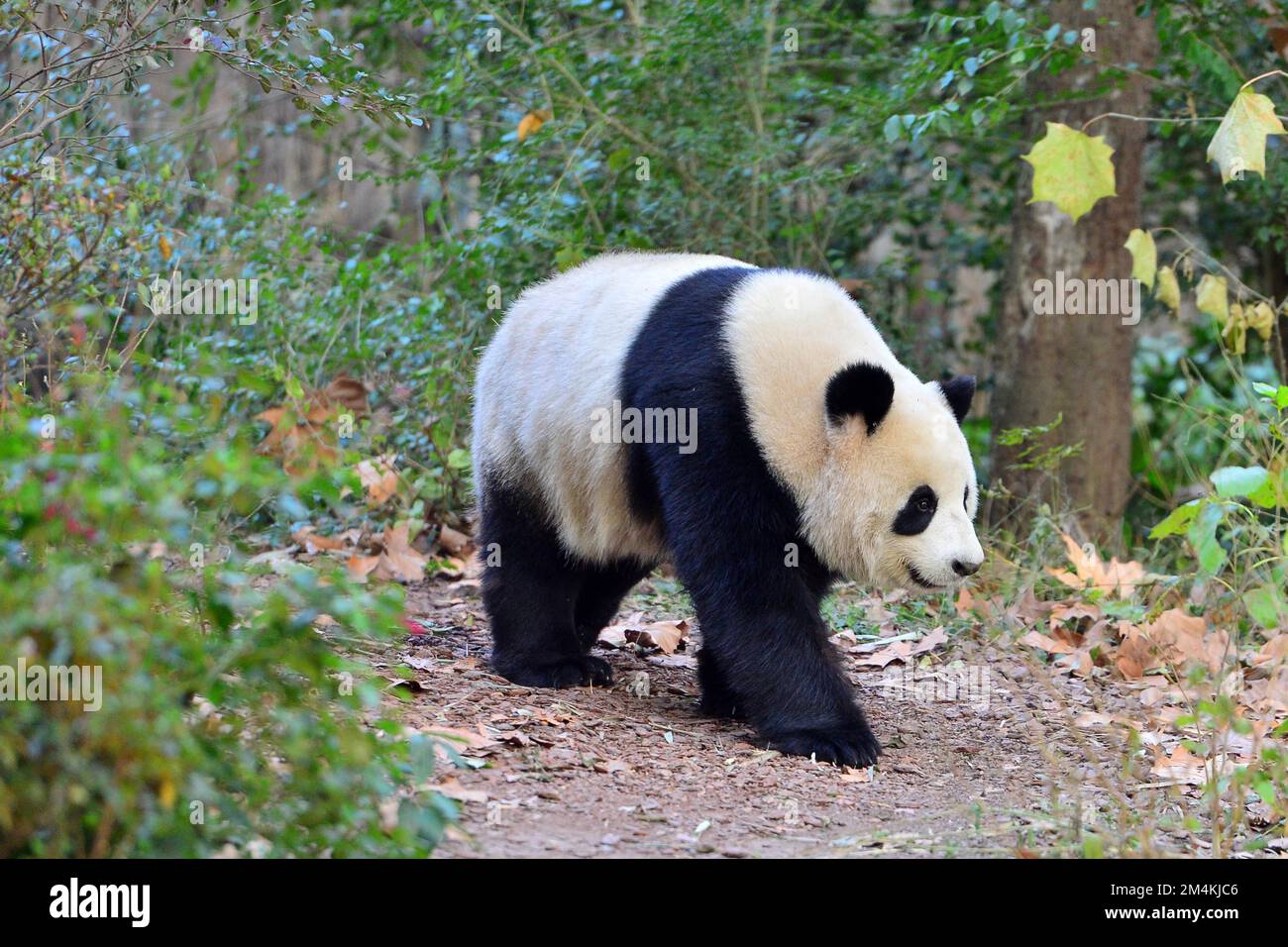 Giant pandas enjoy a comfortable life in winter at Chengdu Research ...