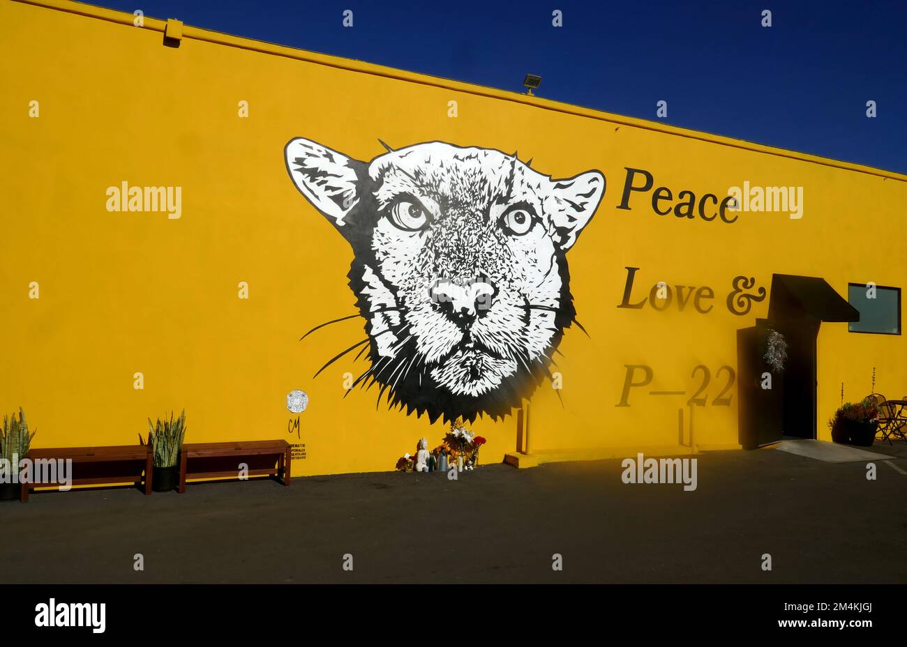 P22 lion hi-res stock photography and images - Alamy