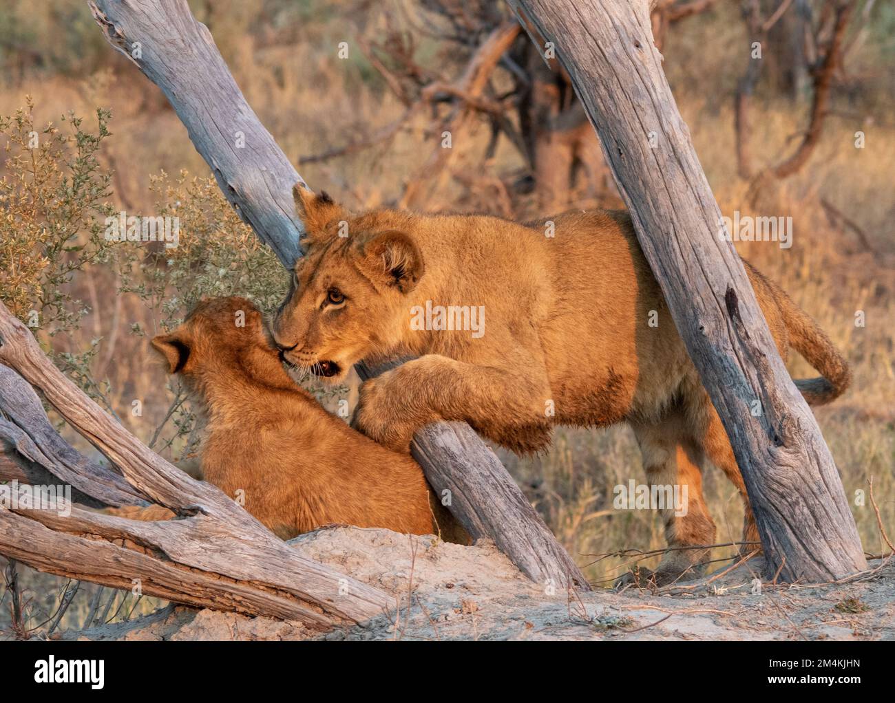 Two lions feet hi-res stock photography and images - Alamy