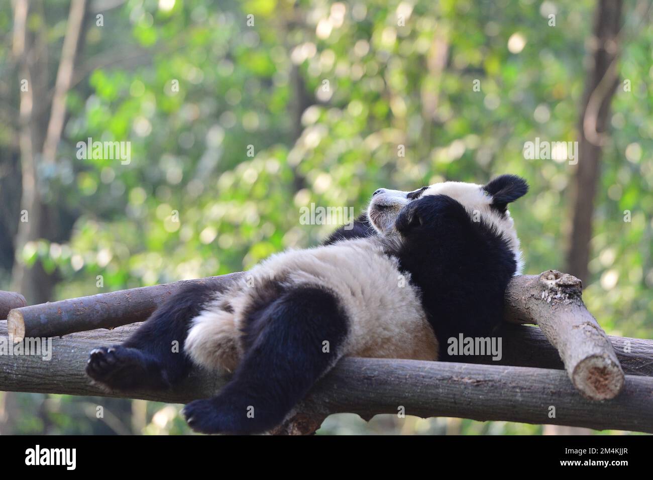 Giant pandas enjoy a comfortable life in winter at Chengdu Research ...