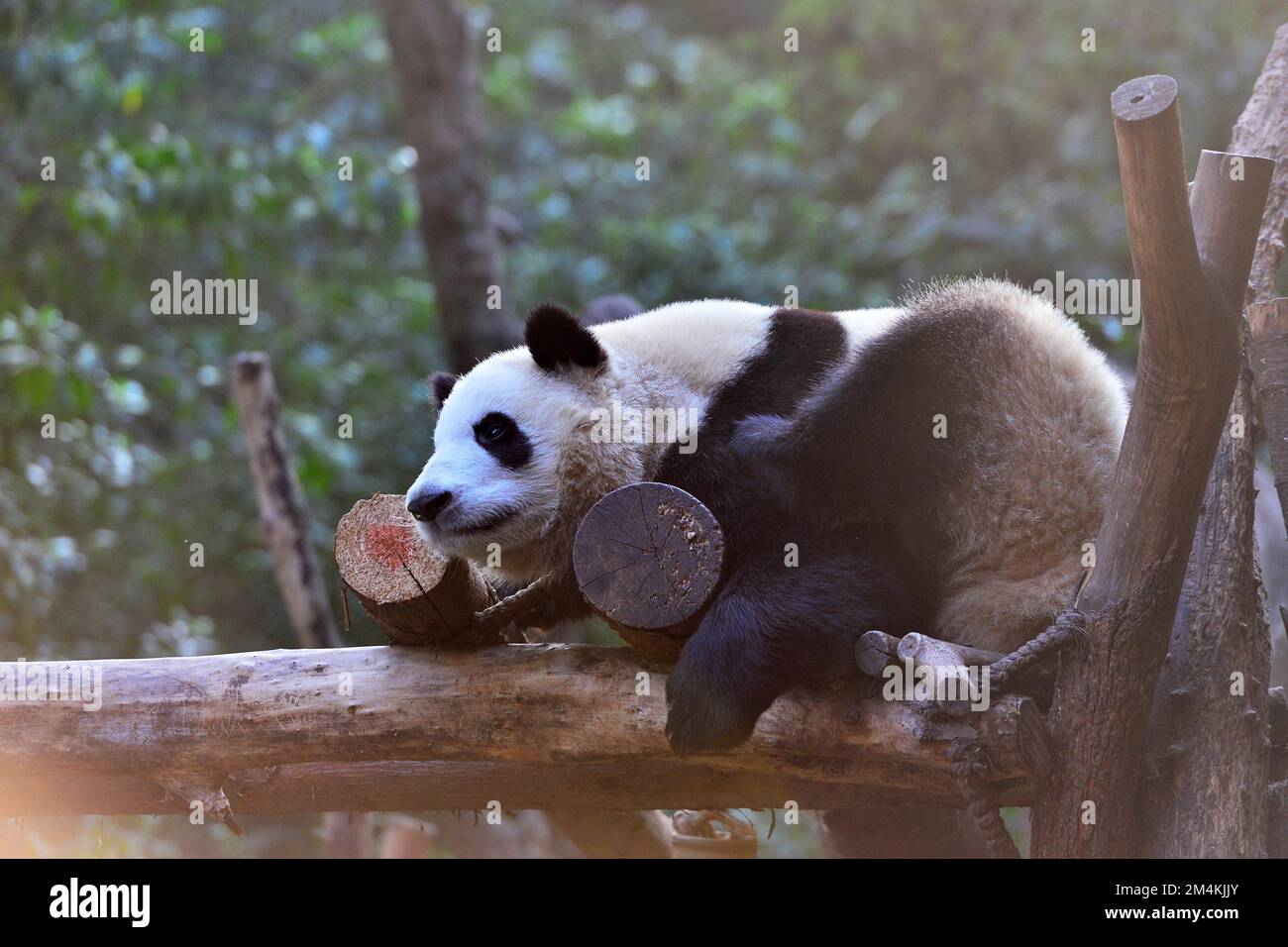 Giant pandas enjoy a comfortable life in winter at Chengdu Research ...