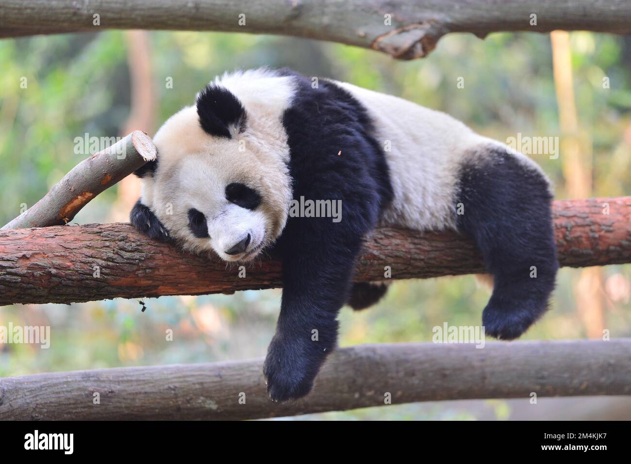 Giant pandas enjoy a comfortable life in winter at Chengdu Research ...