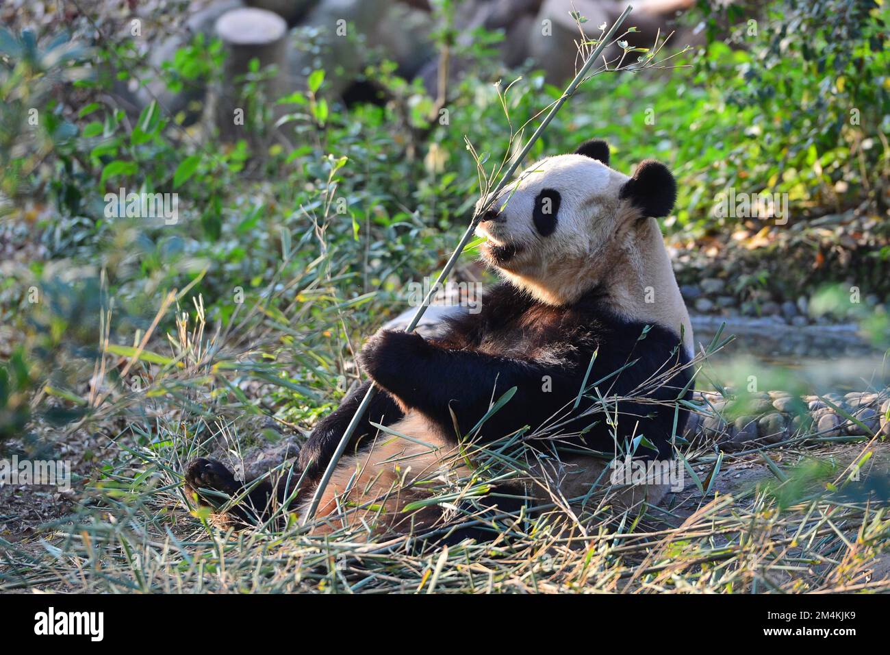 Giant pandas enjoy a comfortable life in winter at Chengdu Research ...