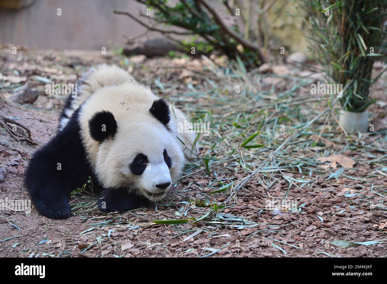 Giant pandas enjoy a comfortable life in winter at Chengdu Research ...