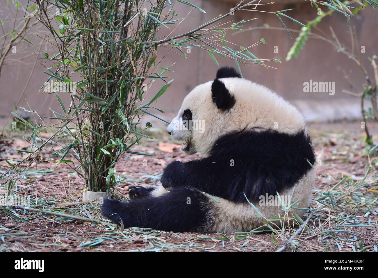 Giant pandas enjoy a comfortable life in winter at Chengdu Research ...