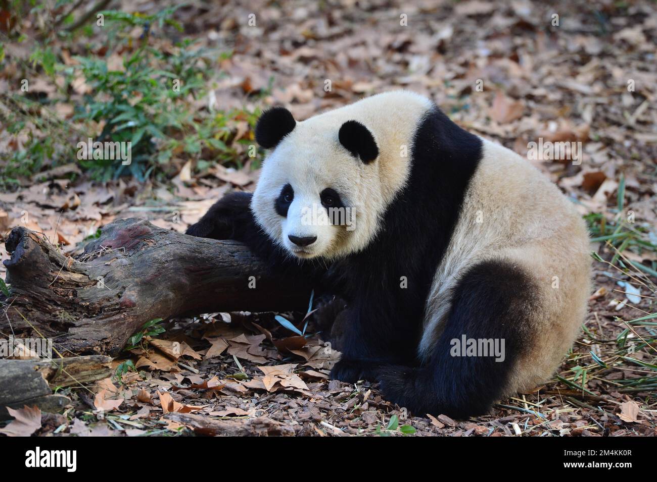 Giant pandas enjoy a comfortable life in winter at Chengdu Research ...