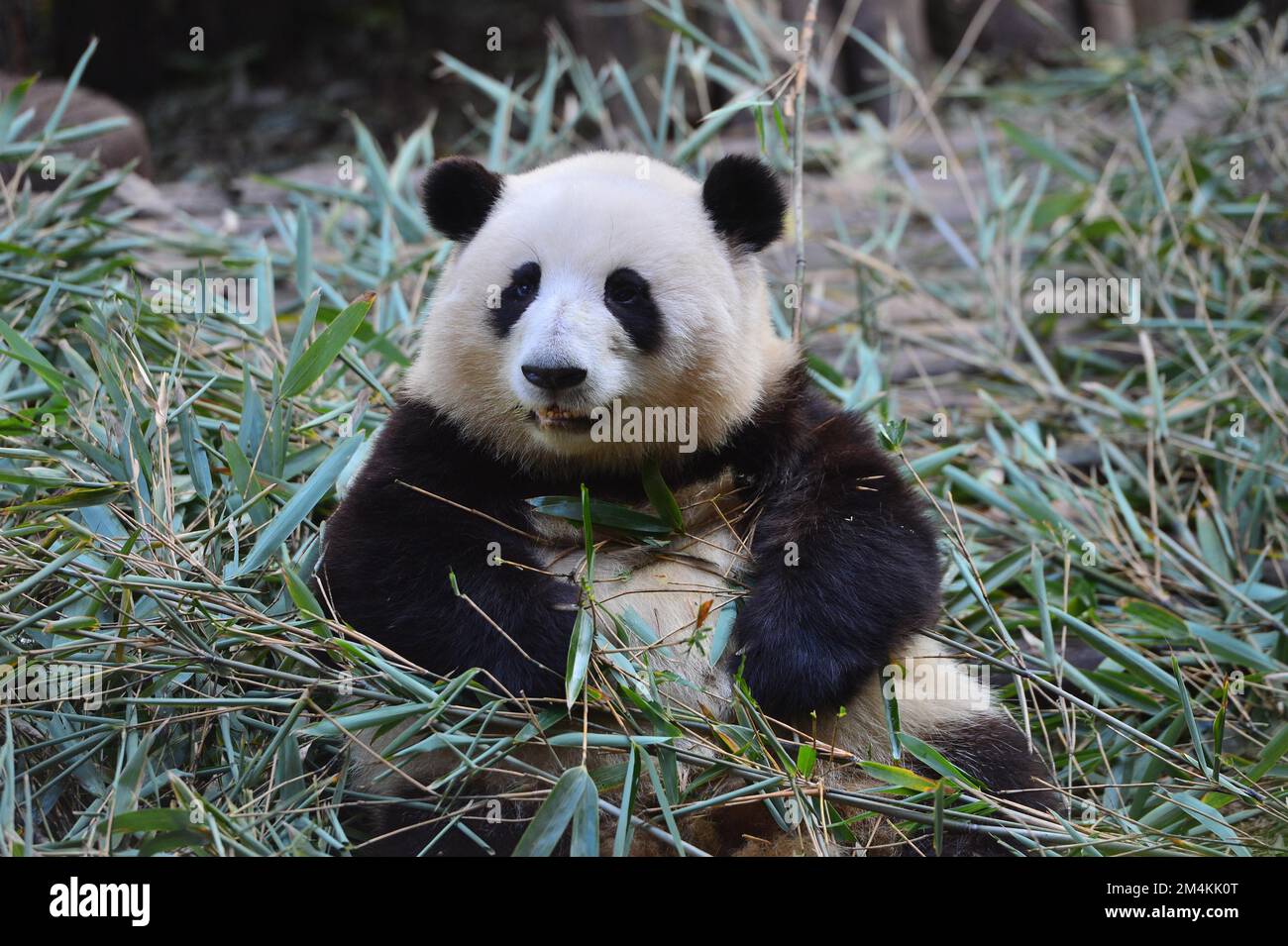 Giant pandas enjoy a comfortable life in winter at Chengdu Research ...