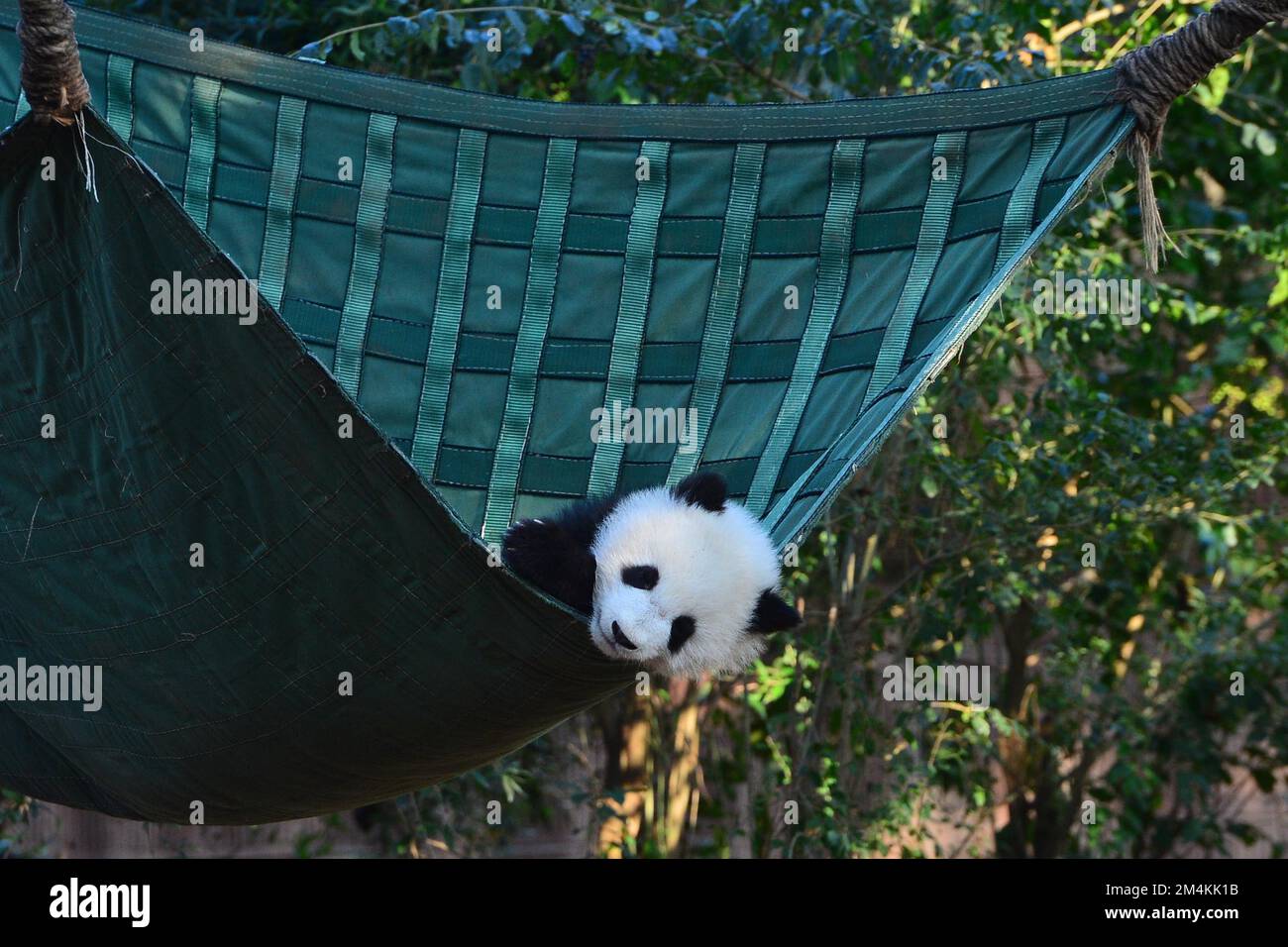 Giant pandas enjoy a comfortable life in winter at Chengdu Research ...
