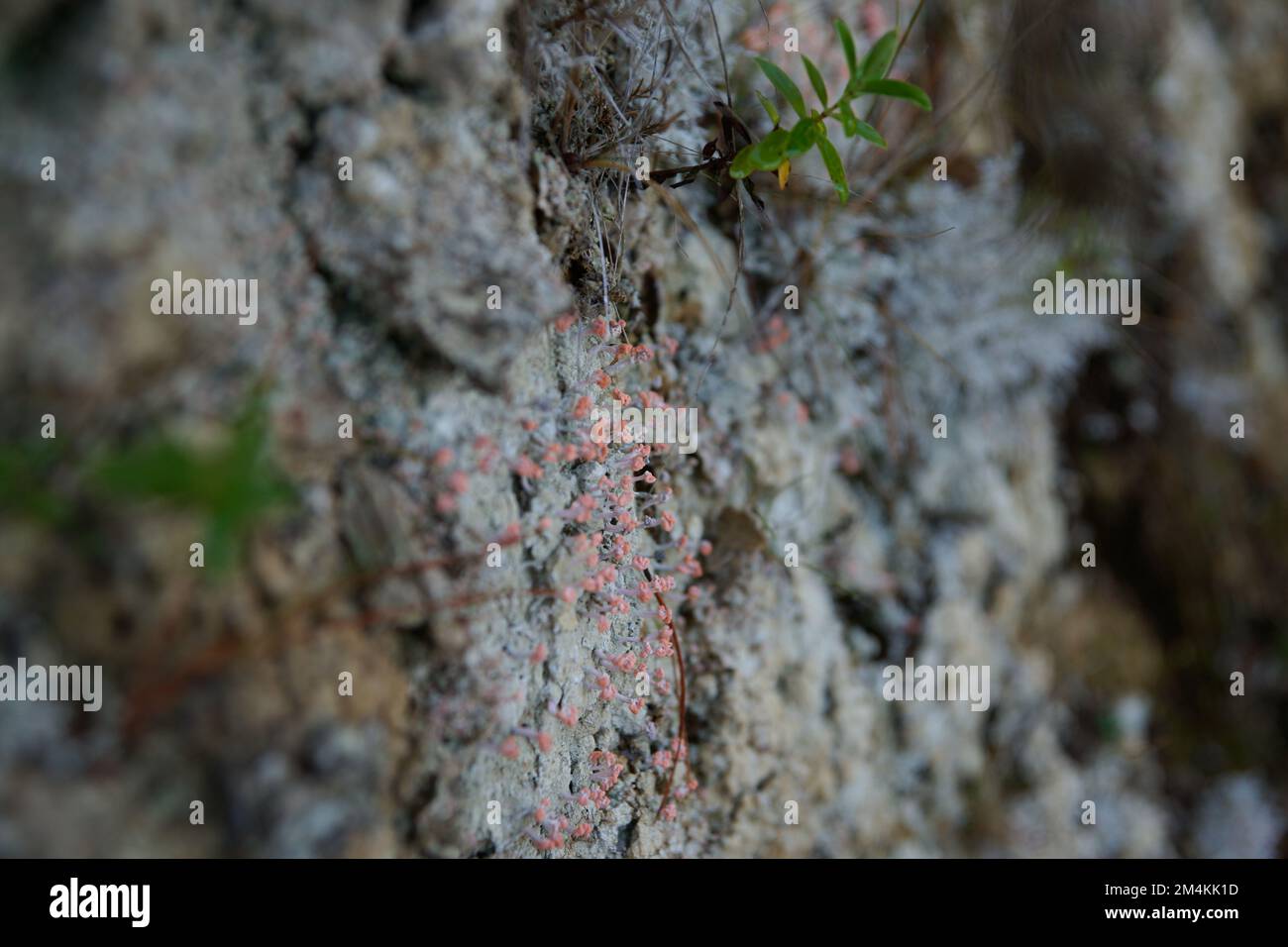 Leratiomyces erythrocephalus, the Scarlet pouch fungi growing on ground ...