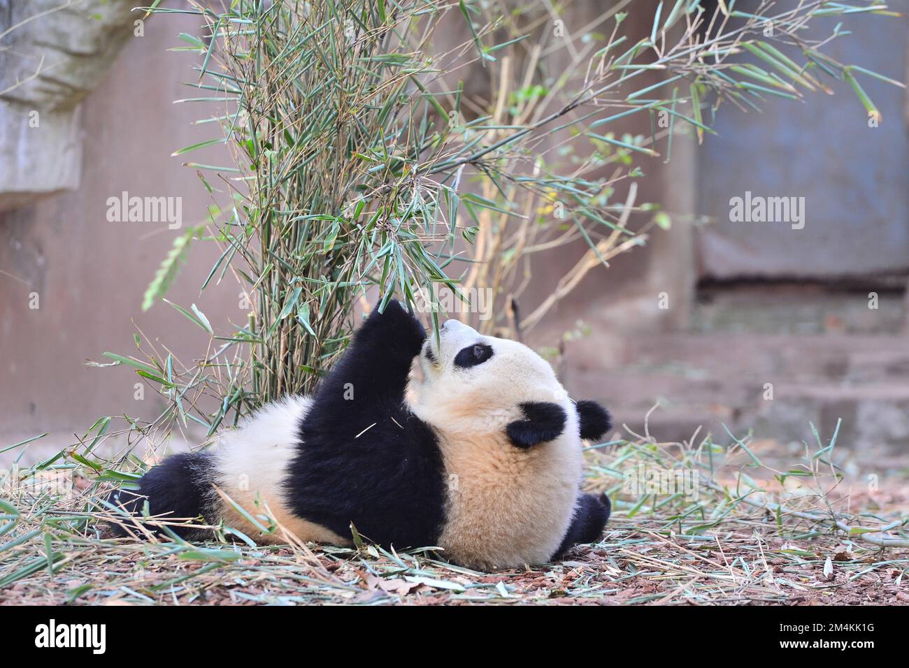 Giant pandas enjoy a comfortable life in winter at Chengdu Research ...