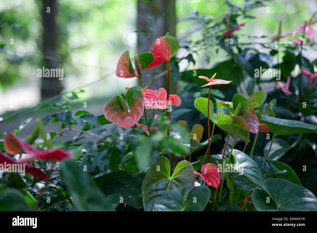 Anthurium flowers in garden with full bloom, artistic Stock Photo - Alamy