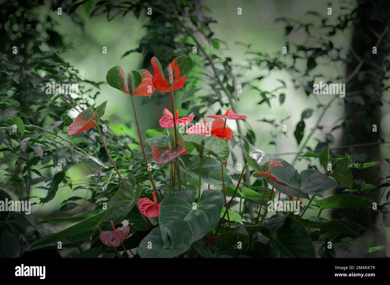 Anthurium flowers in garden with full bloom, artistic Stock Photo - Alamy