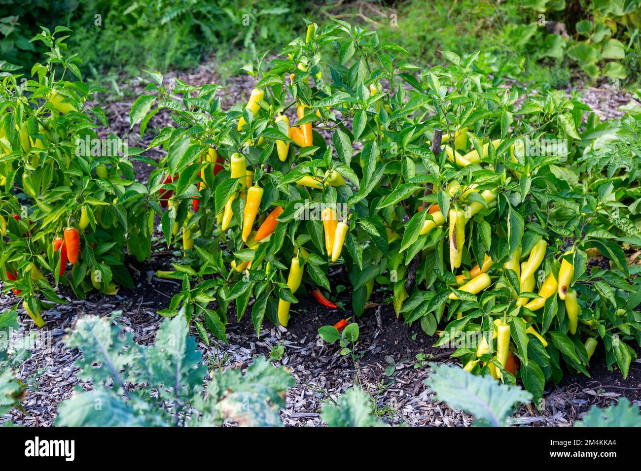 Banana peppers growing in a Northeast Indiana vegetable garden Stock ...