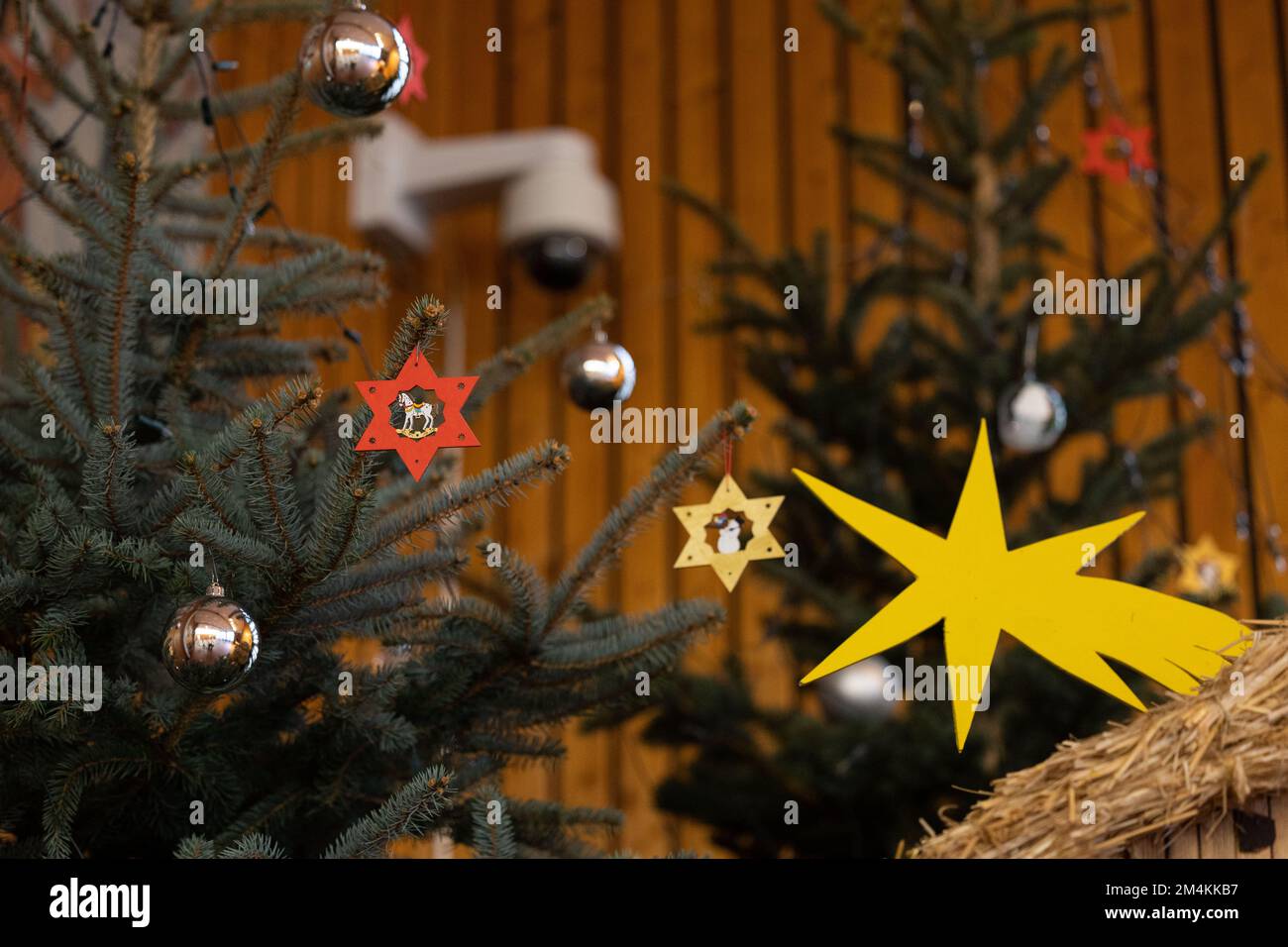 Bielefeld, Germany. 21st Dec, 2022. Christmas trees stand in a room of ...