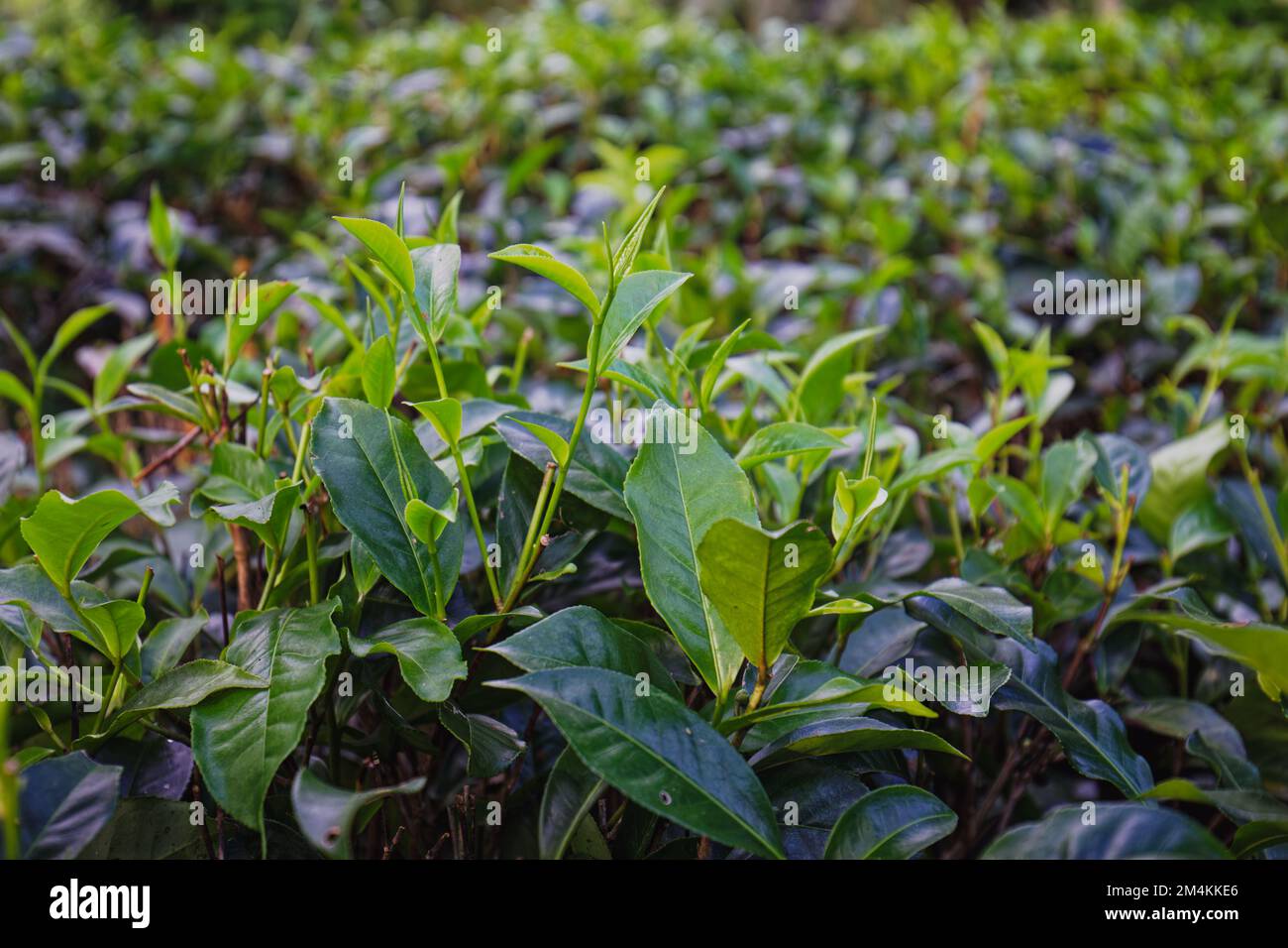 Tea estate landscape lipton seat hi-res stock photography and images ...