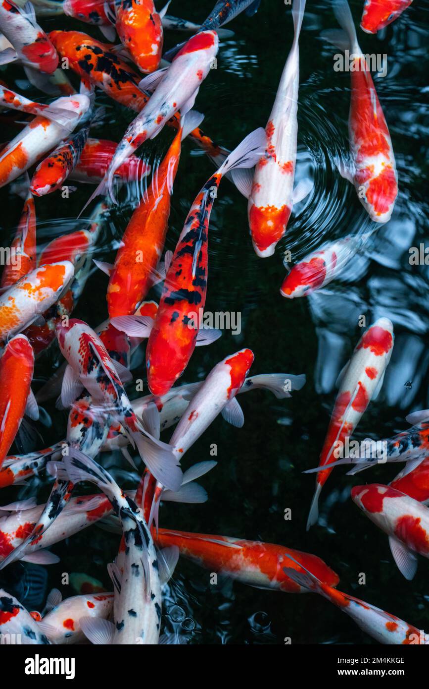 A vertical shot of nishikigoi fish Stock Photo - Alamy