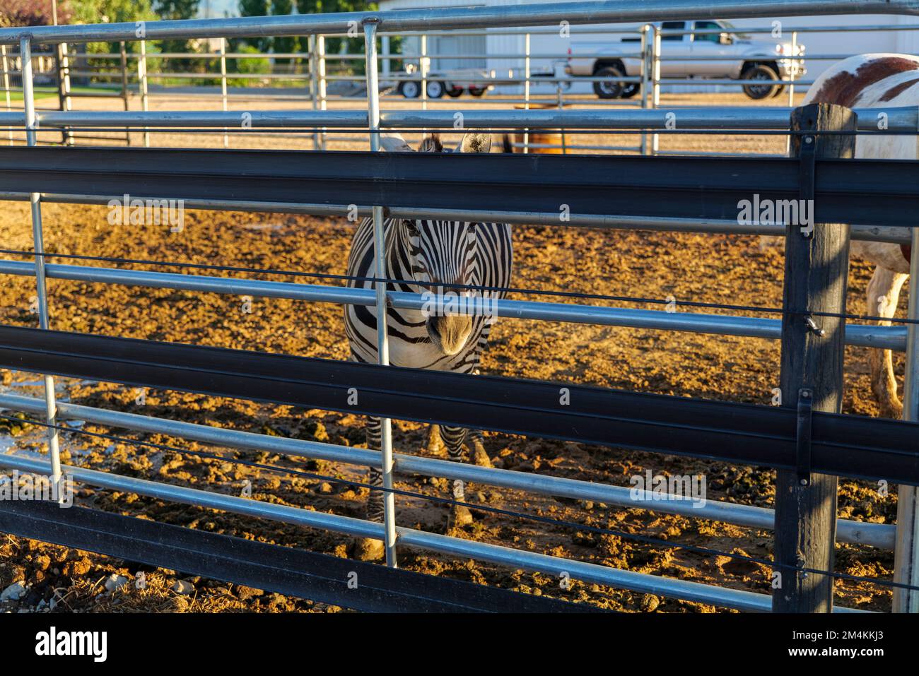 A zebra is grazing with horses on a grassland behind a fence Stock ...