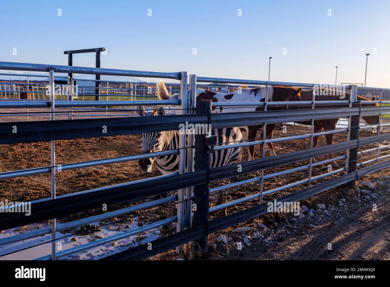 A zebra is grazing with horses on a grassland behind a fence Stock ...