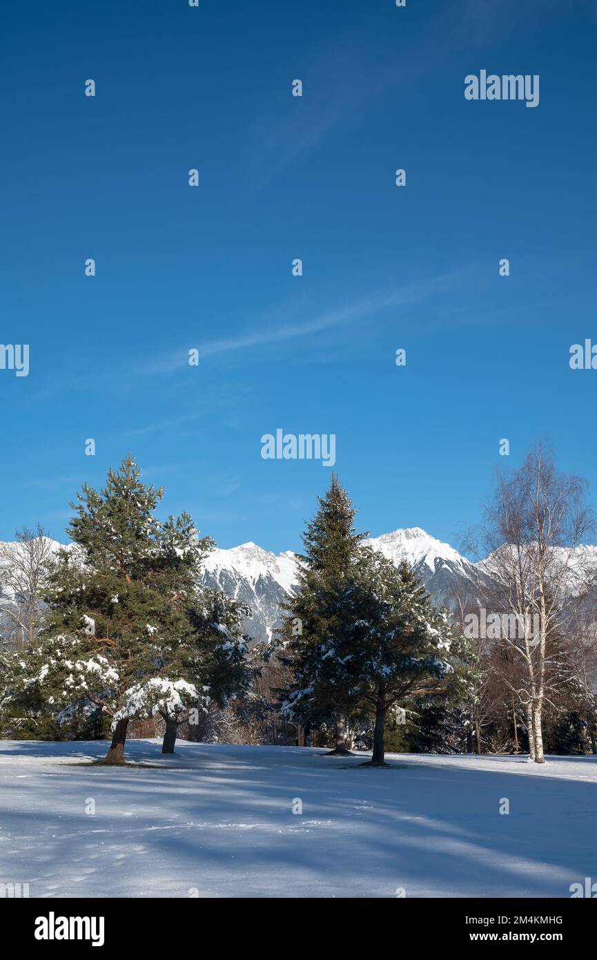 A vertical shot of the snow-capped forest Stock Photo - Alamy