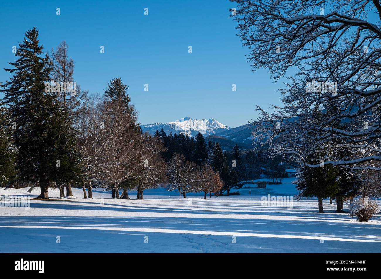 A landscape view of the snow-capped trees in the forest Stock Photo - Alamy