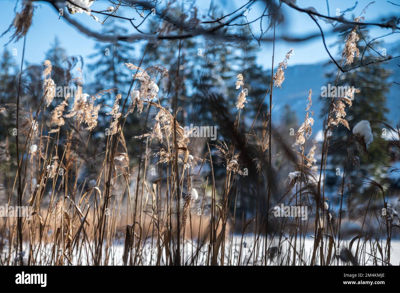 A landscape view of the snow-capped forest Stock Photo - Alamy