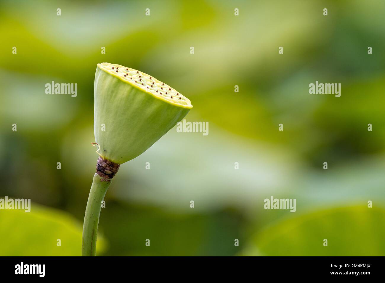 Close up of a green water lily seed pod against blurred green ...