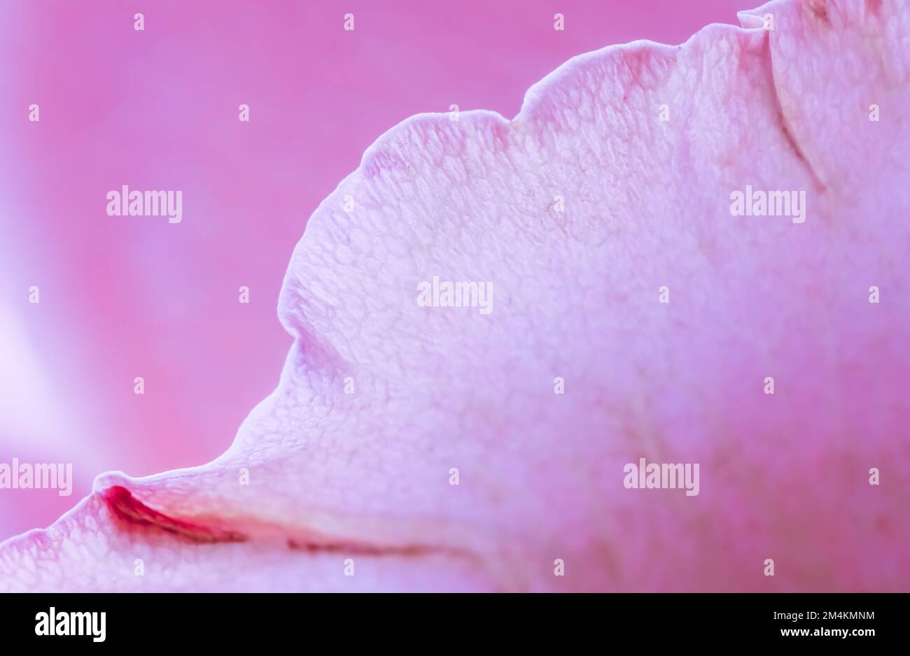 Abstract floral background, pink rose flower petals, soft focus. Macro ...